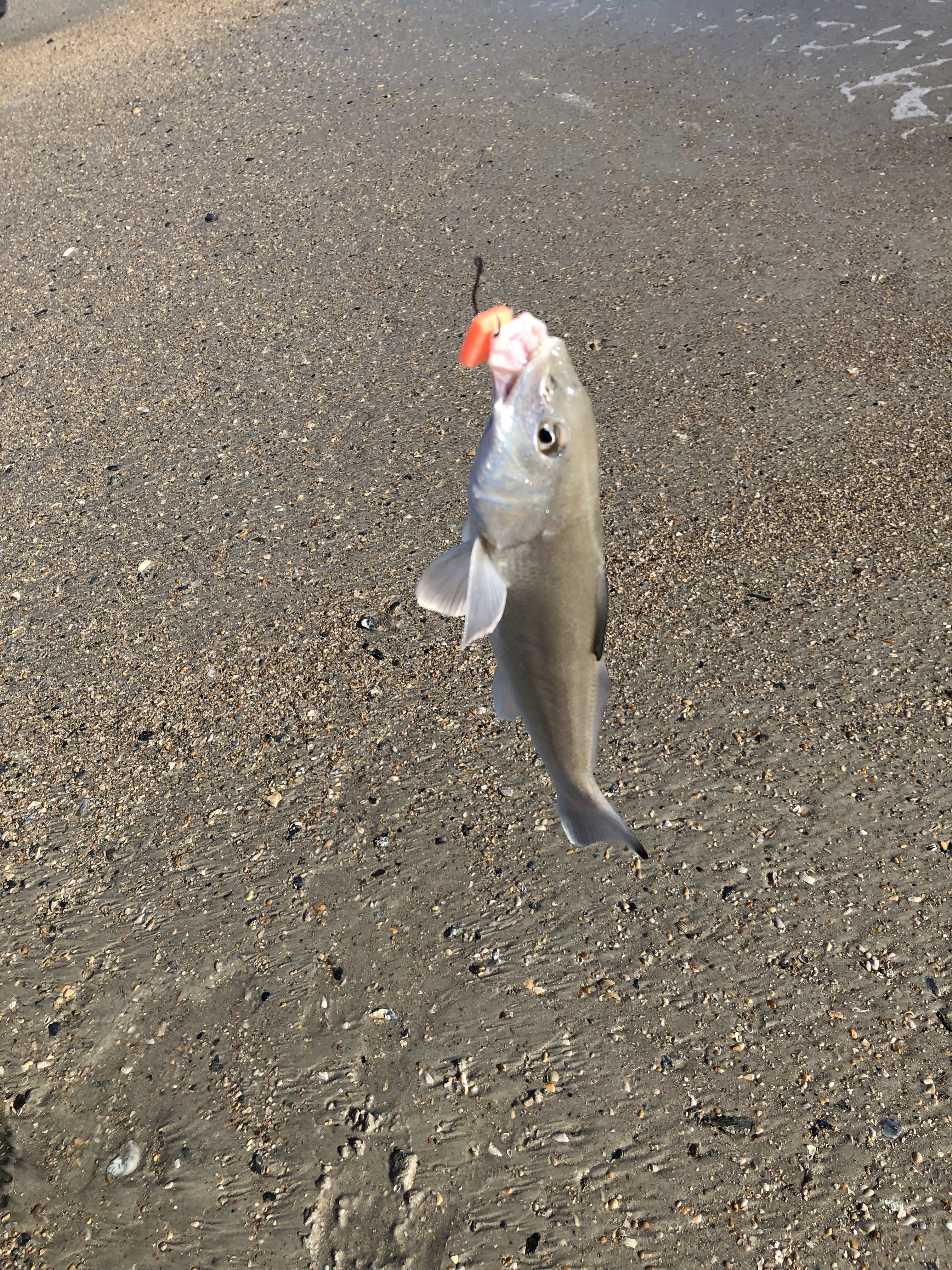 December 2023 Fishbites Tournament – Florida Surf Casters